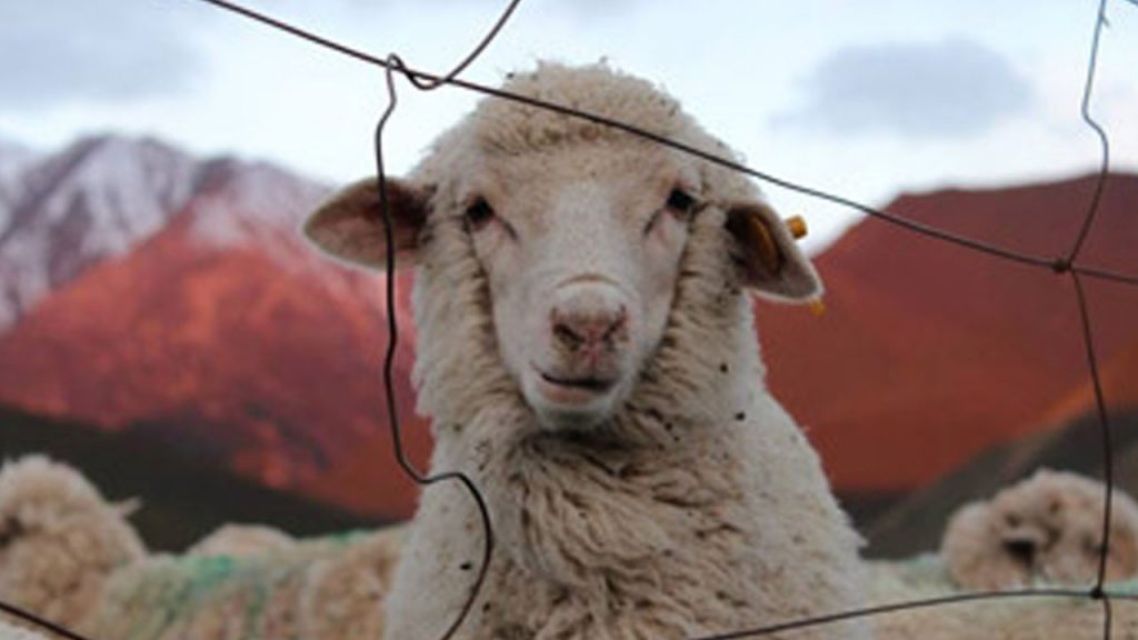 A history of sheep – Mediateca CineMigrante